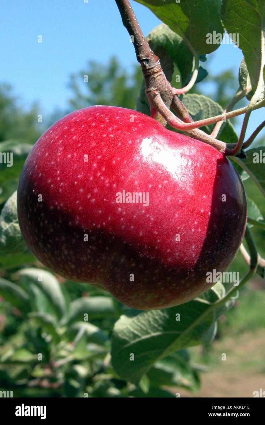 McIntosh apples ready for harvest during autumn time at a fruit orchard ...