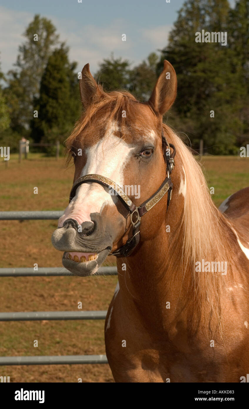 Paint stallion curling lip to smell a mare in season Stock Photo - Alamy