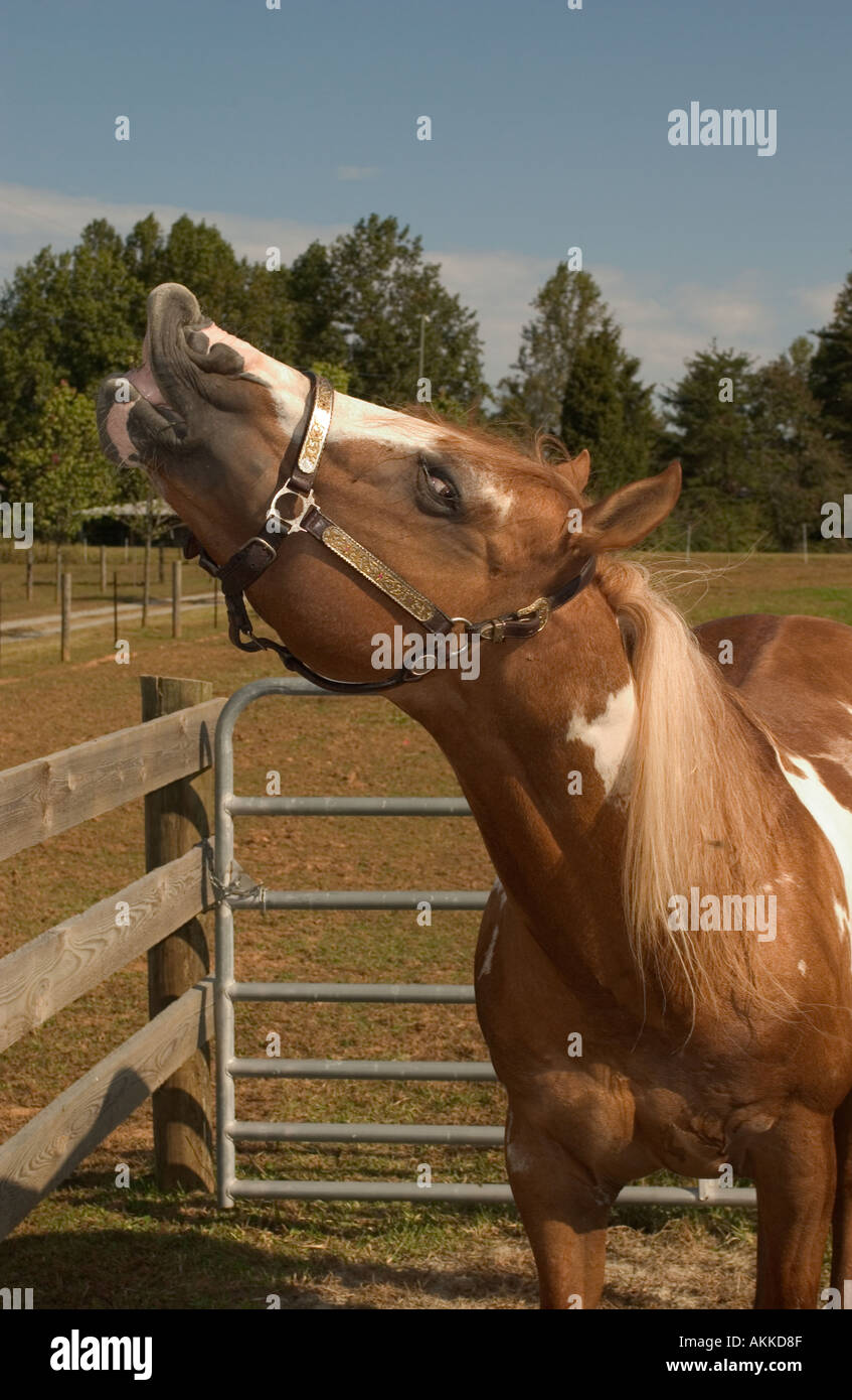 Curling Lip High Resolution Stock Photography and Images - Alamy