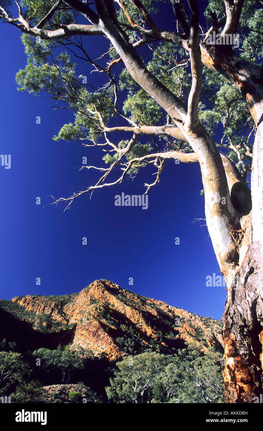 River red gum eucalyptus tree and Brachina Gorge Flinders Ranges South ...