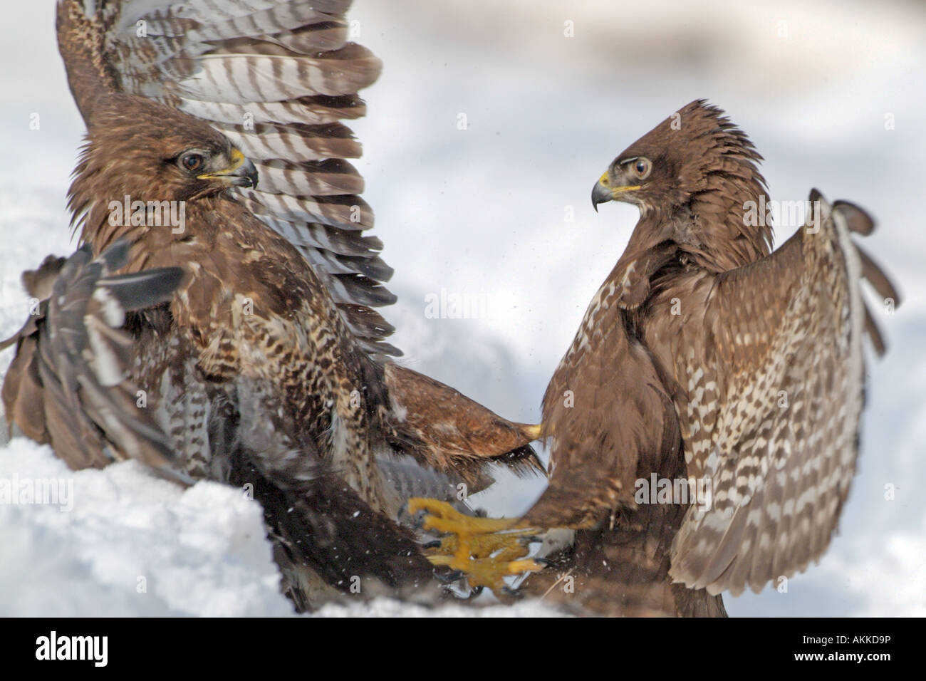 Buzzard fighting hi-res stock photography and images - Alamy