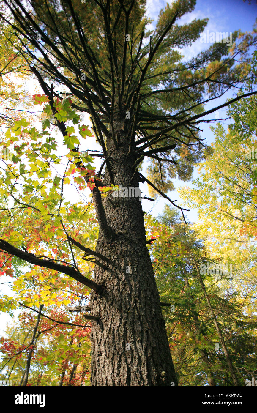 Michigan white pine McMahon Lake Forest Preserve Michigans Upper ...