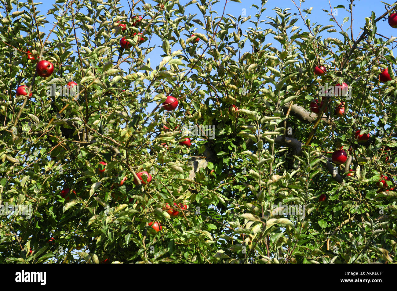 Michigan apple orchard with apples ready for harvesting Stock Photo - Alamy