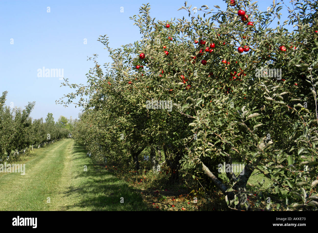 Apple Orchards Romeo Michigan at Aiden Scurry blog