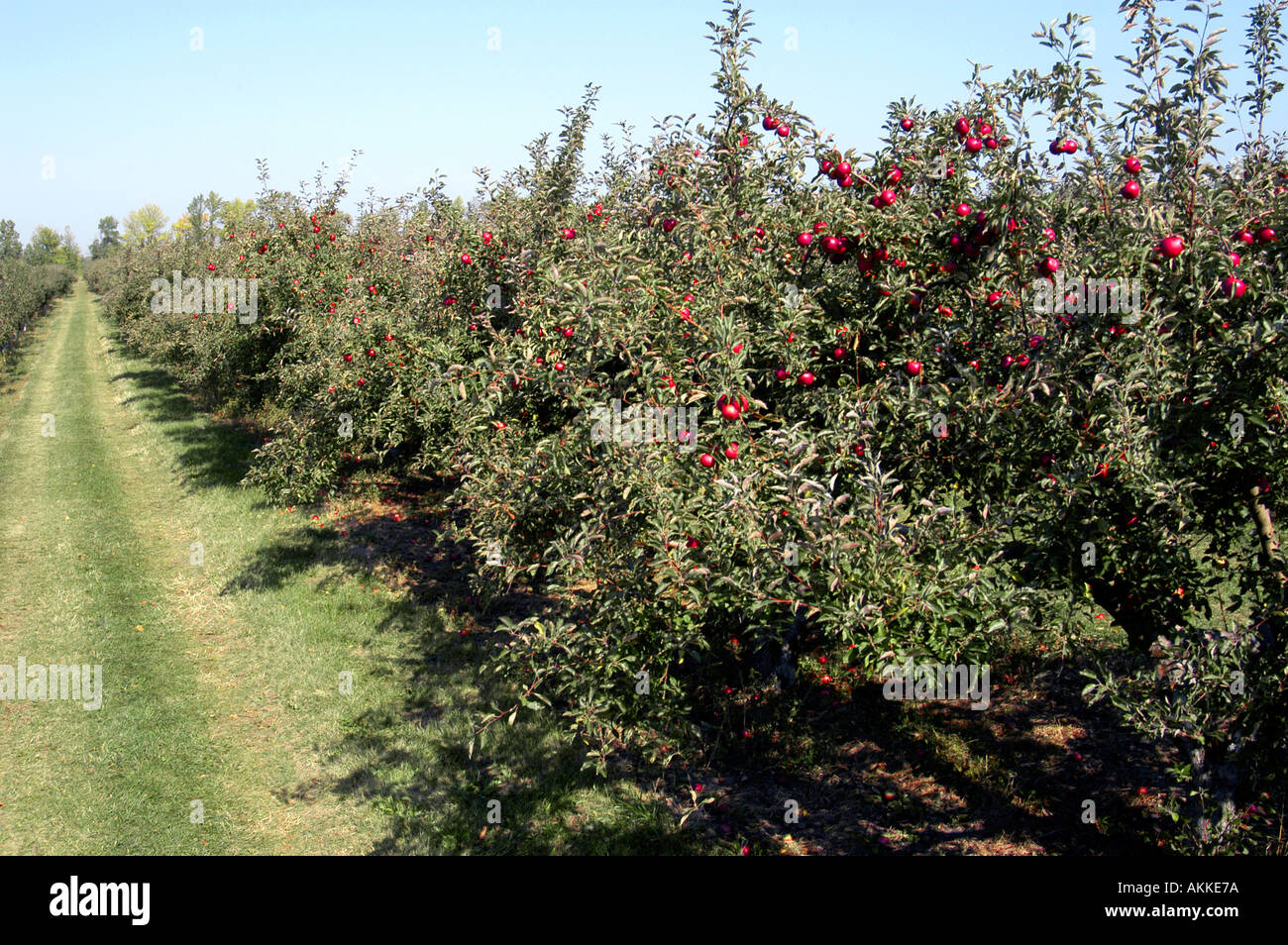 Michigan apple orchard with apples ready for harvesting Stock Photo - Alamy