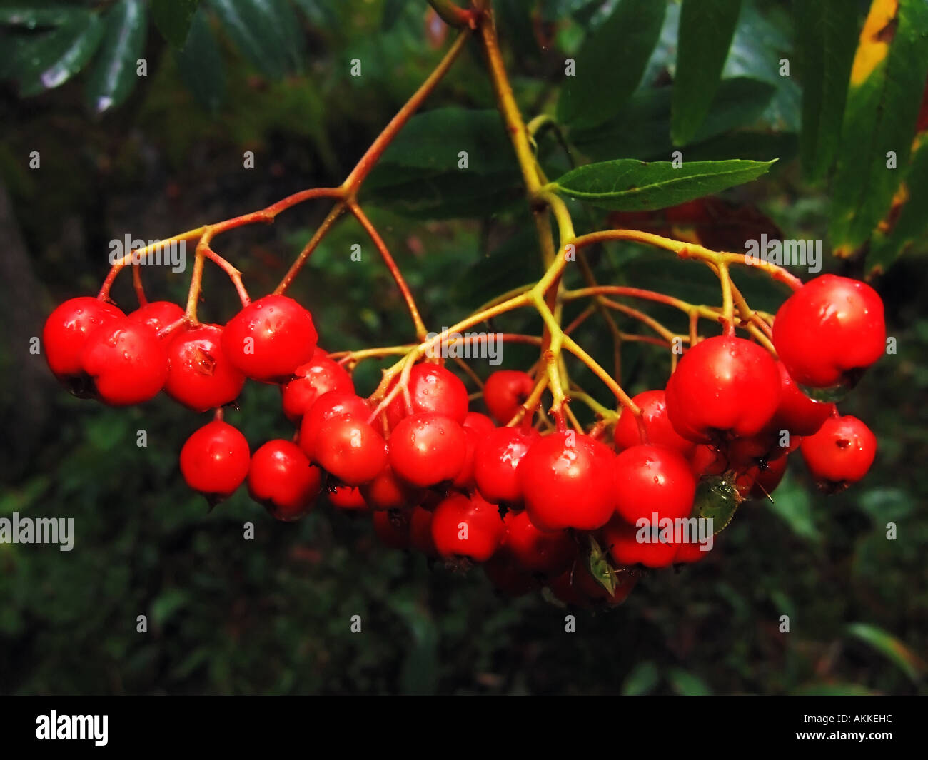 Wild berries, rowan Stock Photo - Alamy