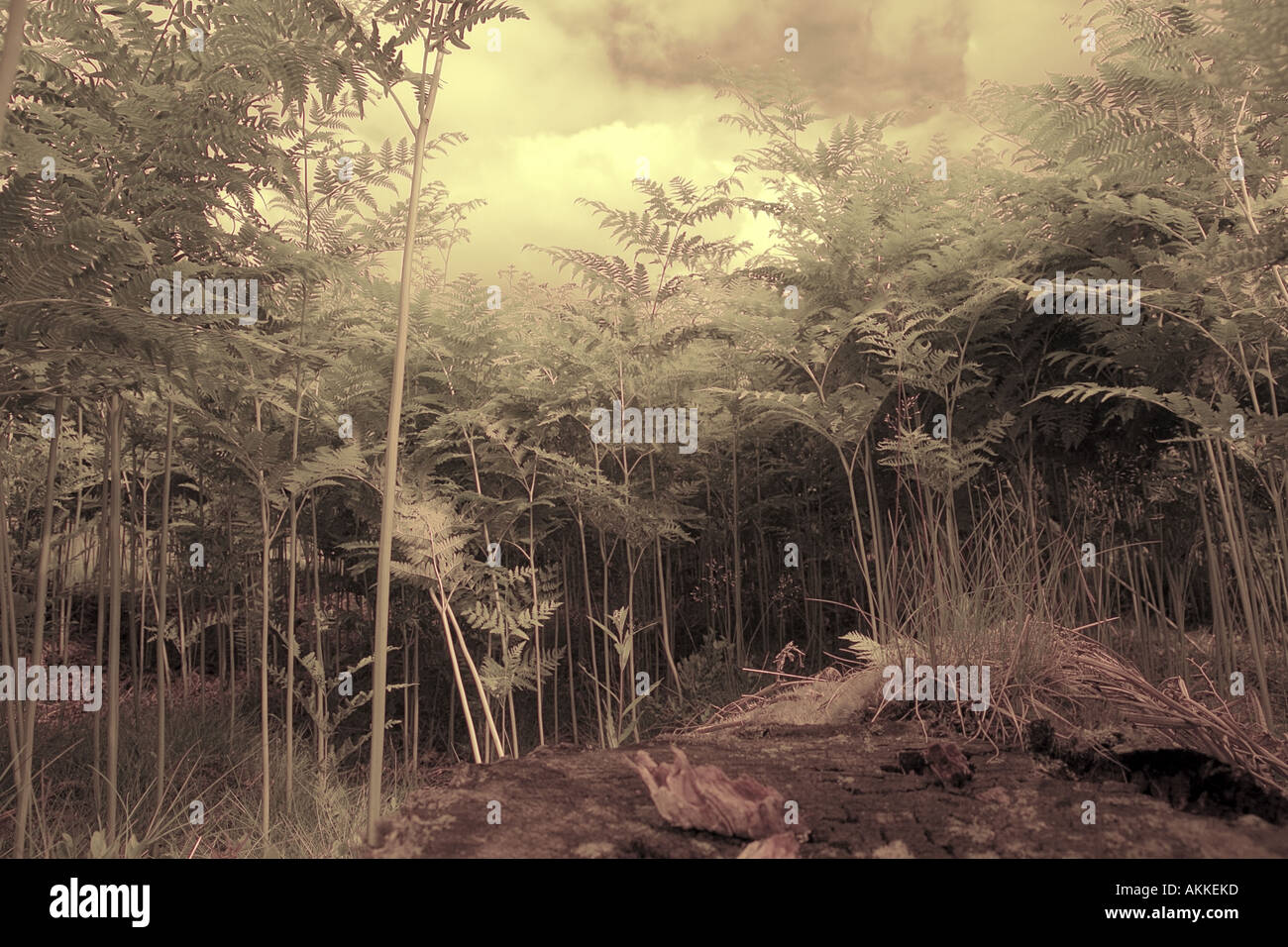 Scale fern hi-res stock photography and images - Alamy