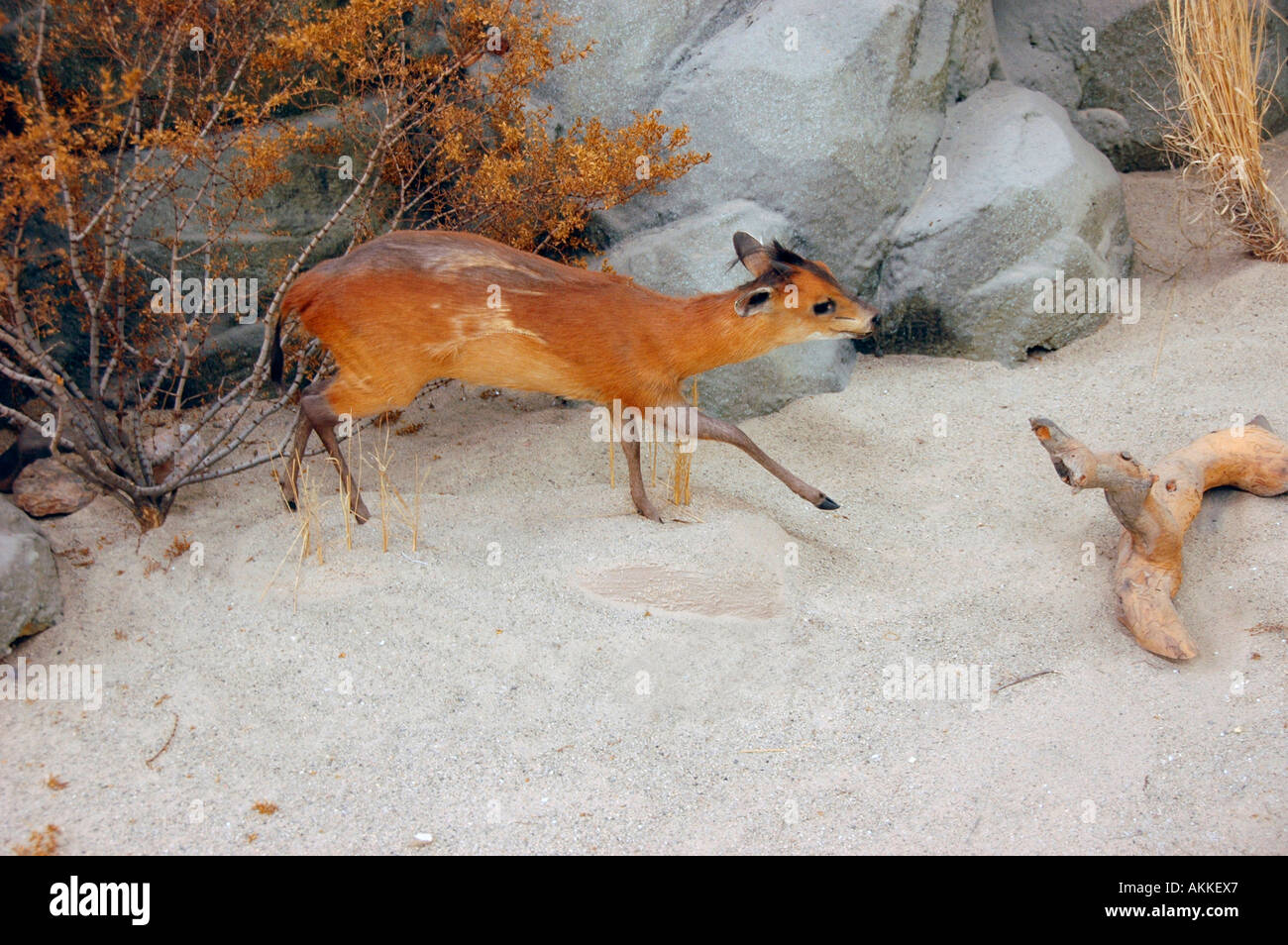 Natal red duiker hi-res stock photography and images - Alamy