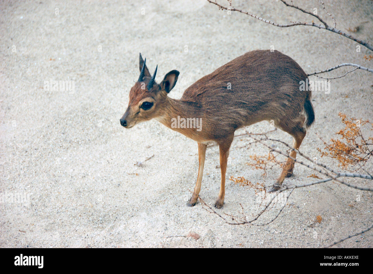 East African Suni Tanzania Stock Photo - Alamy