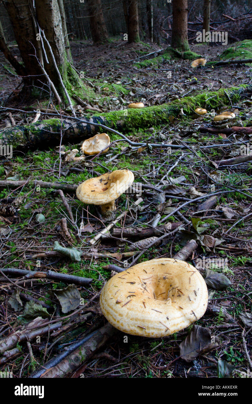 Russula mushroom in woodland surroundings Fir and Spruce are abundant ...