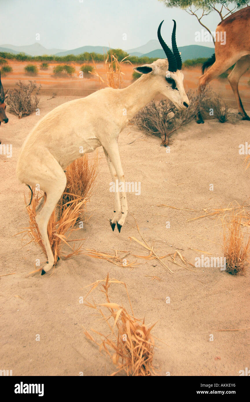 White Springbok South Africa Stock Photo - Alamy