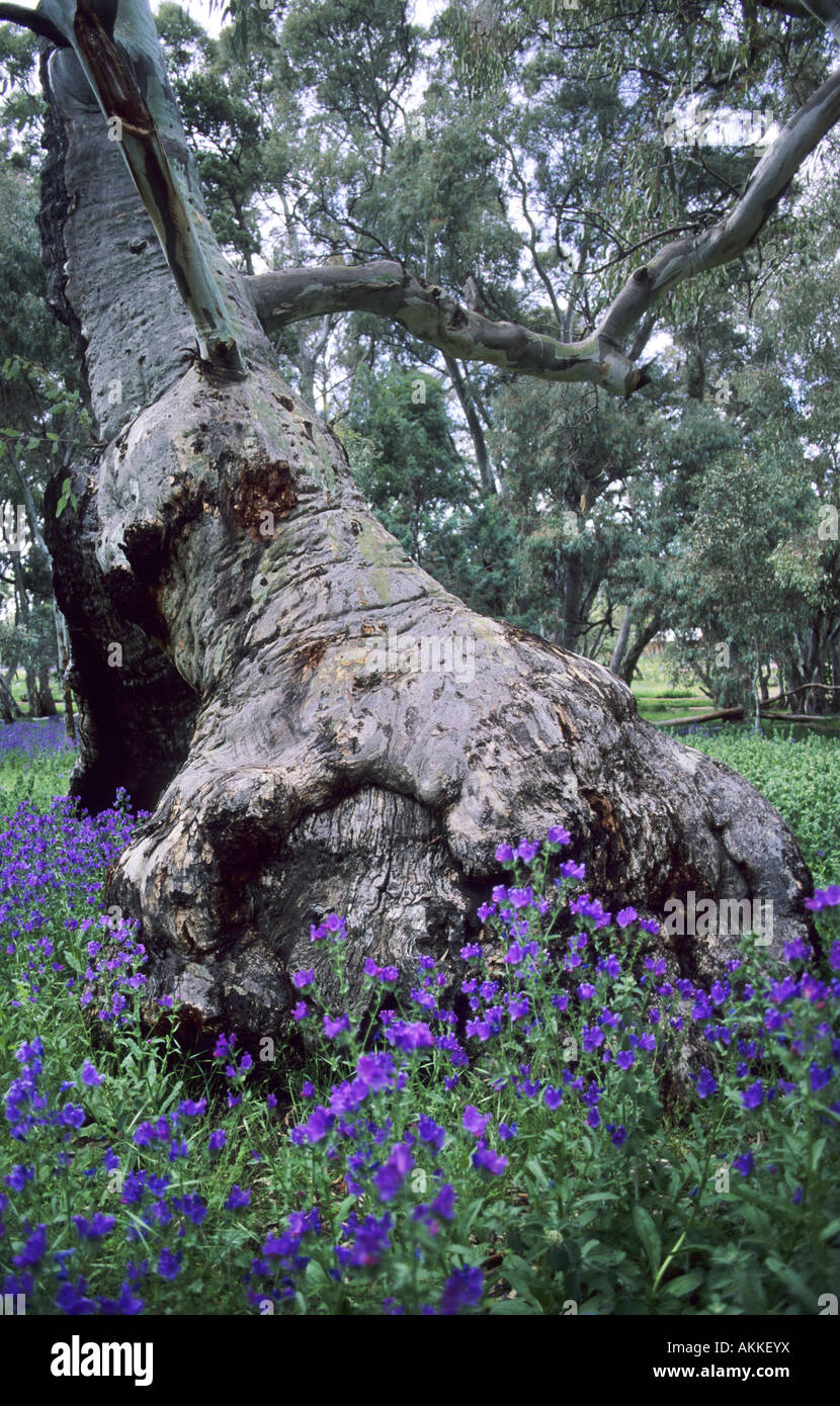River Red Gum tree Eucalyptus camaldulensis South Australia Stock Photo ...
