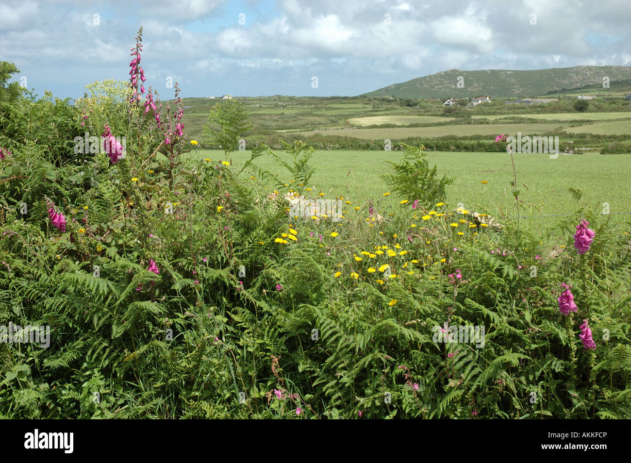 Cornwall hedgerow fern hi-res stock photography and images - Alamy