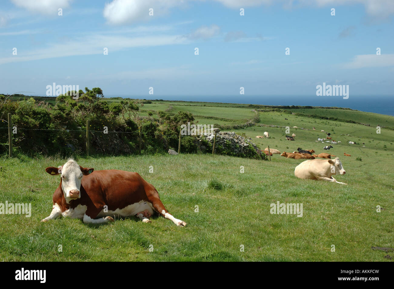 cows lying in a field near Gurnards Head, Cornwall, England, UK Stock ...