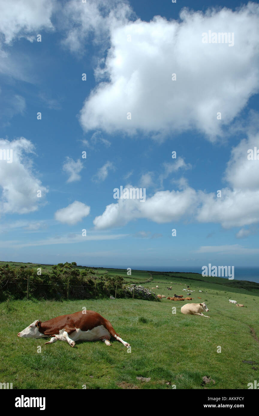 cows lying in a field, Cornwall, England, UK Stock Photo - Alamy