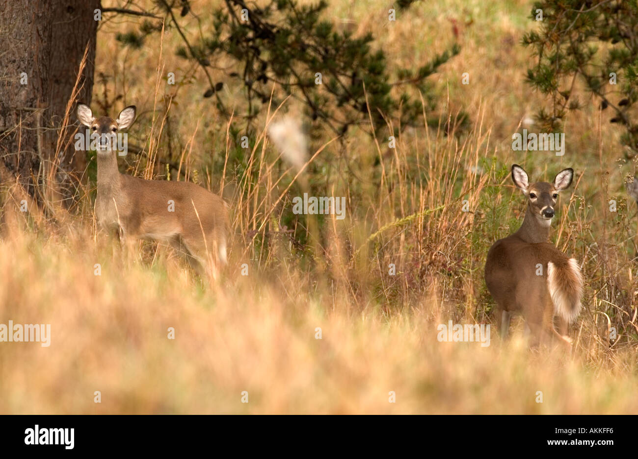 Whitetail deer looking back thru underbrush to search for danger Stock ...