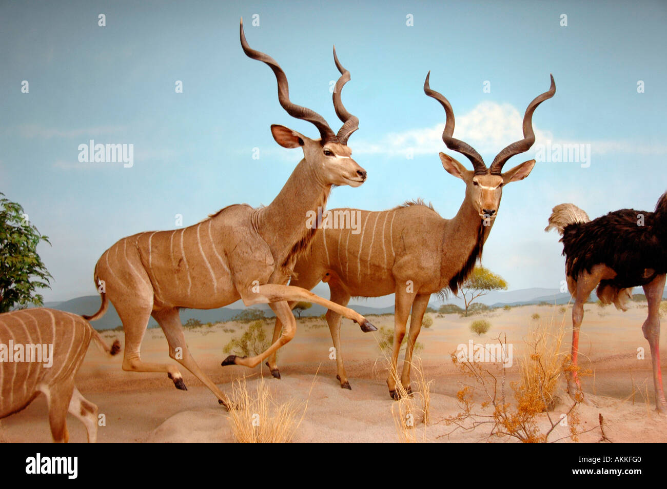 EAst African Greater Dudu Tanzania Stock Photo - Alamy