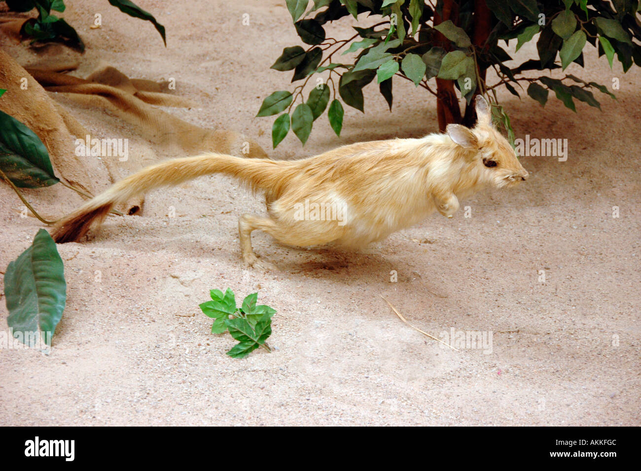 Springhare South Africa Stock Photo - Alamy