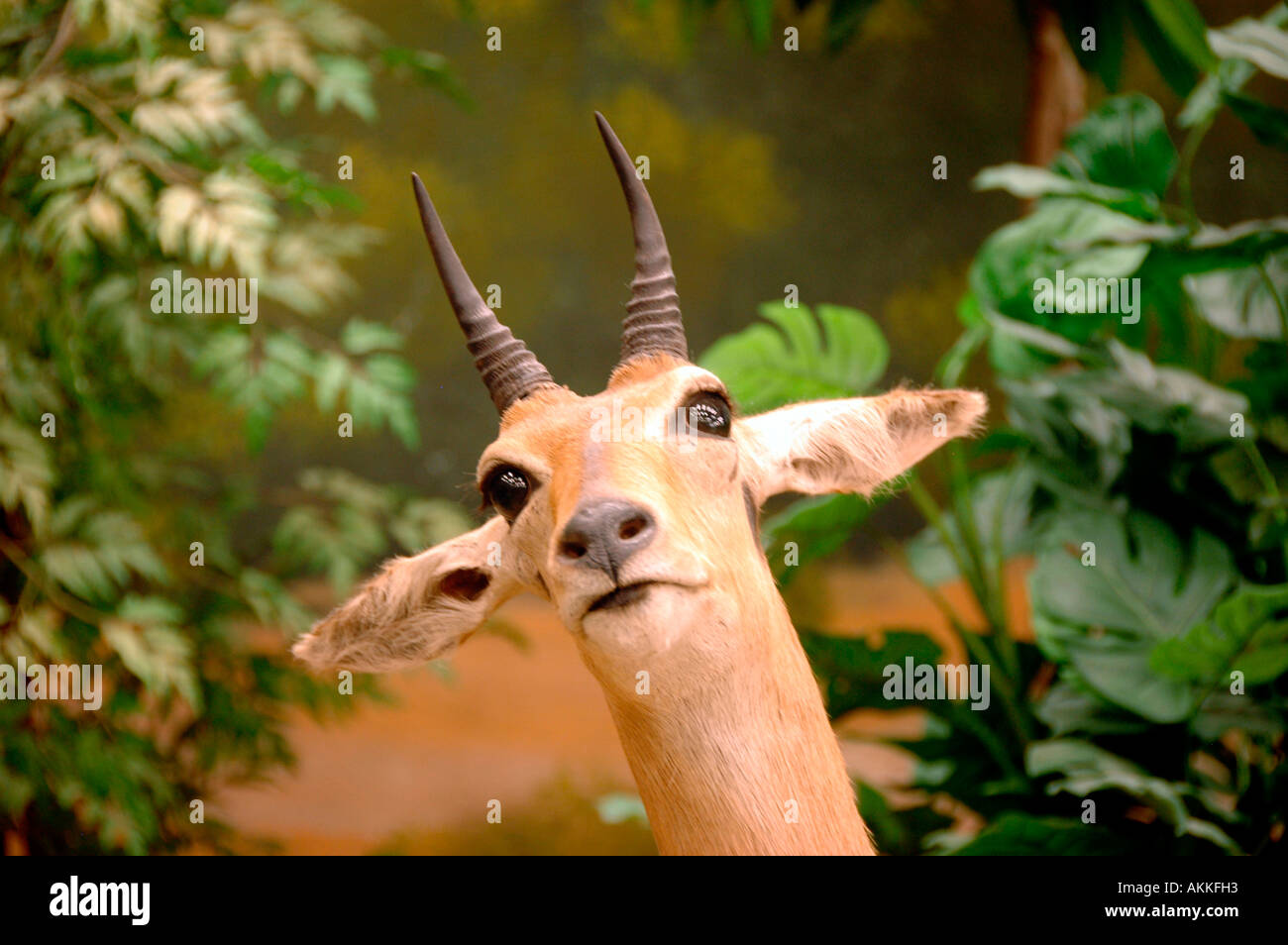 Chandler Mountain Reedbuck Tanzania Stock Photo - Alamy