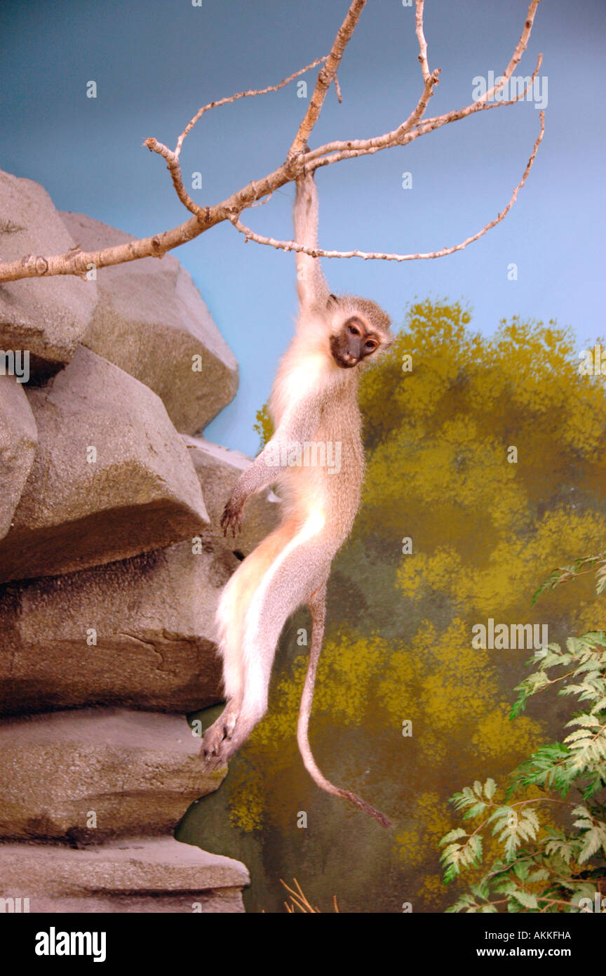 Vervet Monkey South Africa Stock Photo - Alamy