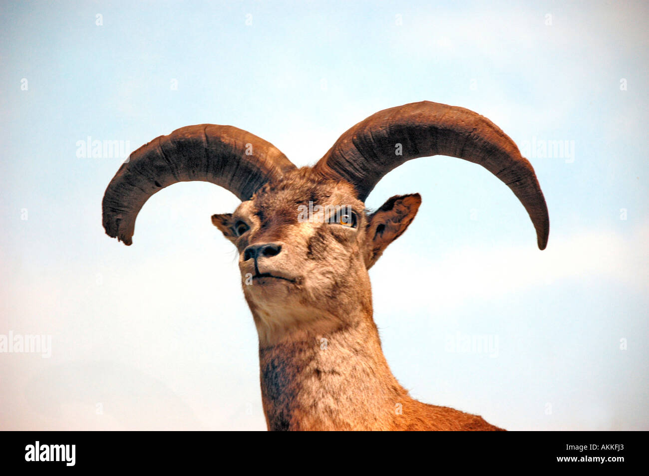 Himalayan Bharal Nepal Stock Photo - Alamy