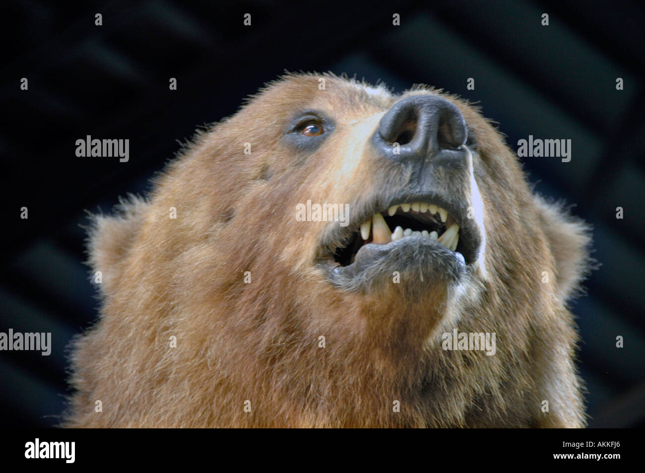Tame bear hi-res stock photography and images - Alamy