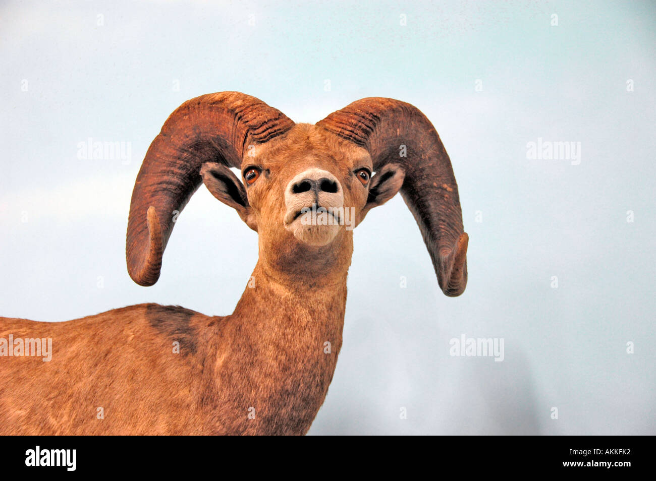 Desert Bighorn Sheep Mexico Stock Photo - Alamy