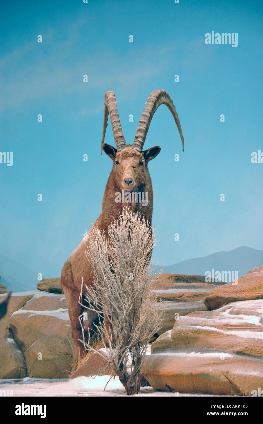 Asian ibex hi-res stock photography and images - Alamy