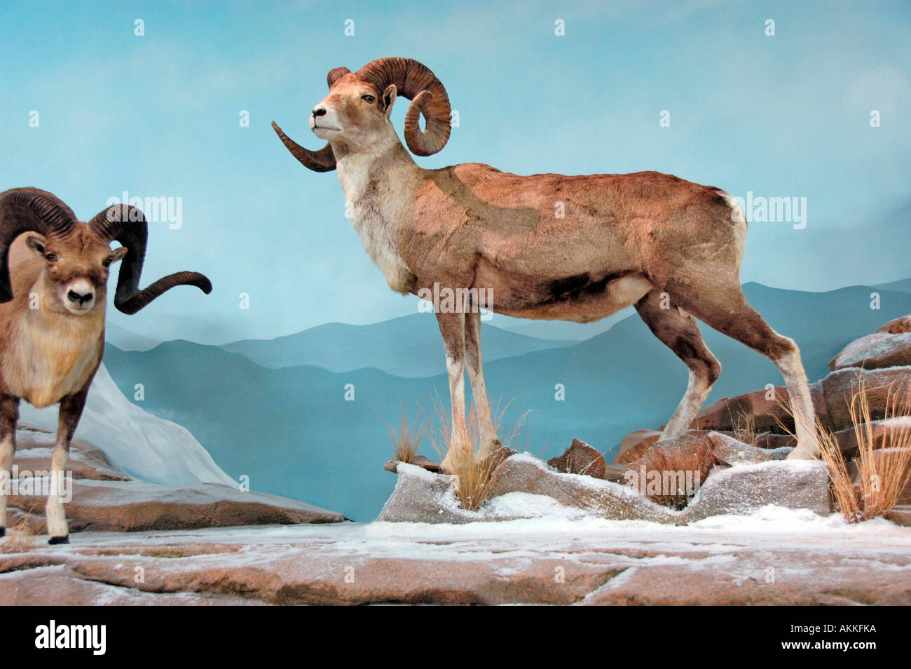 Karaganda argali hi-res stock photography and images - Alamy