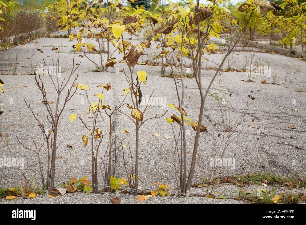 Overgrowth of weeds hi-res stock photography and images - Alamy