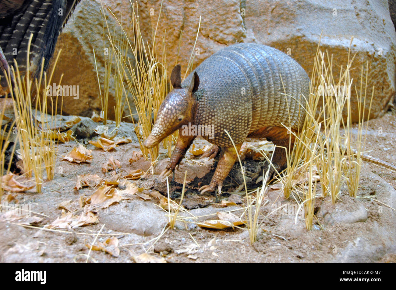 Armadillo lifestyle hi-res stock photography and images - Alamy