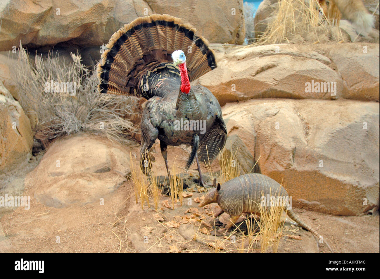 Rio Grand Turkey and Armadillo Texas Stock Photo - Alamy