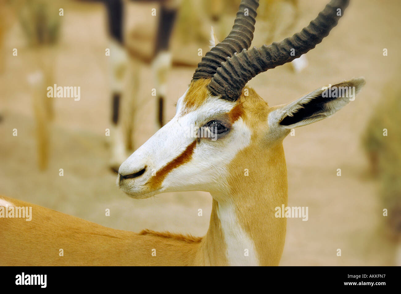 Kalahari Springbok Namibia Animal Stock Photo - Alamy