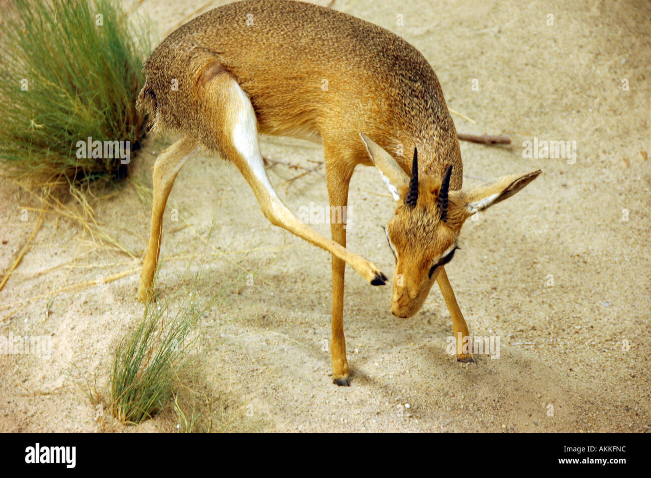 Damara Dik Dik Namibia Animal Stock Photo - Alamy