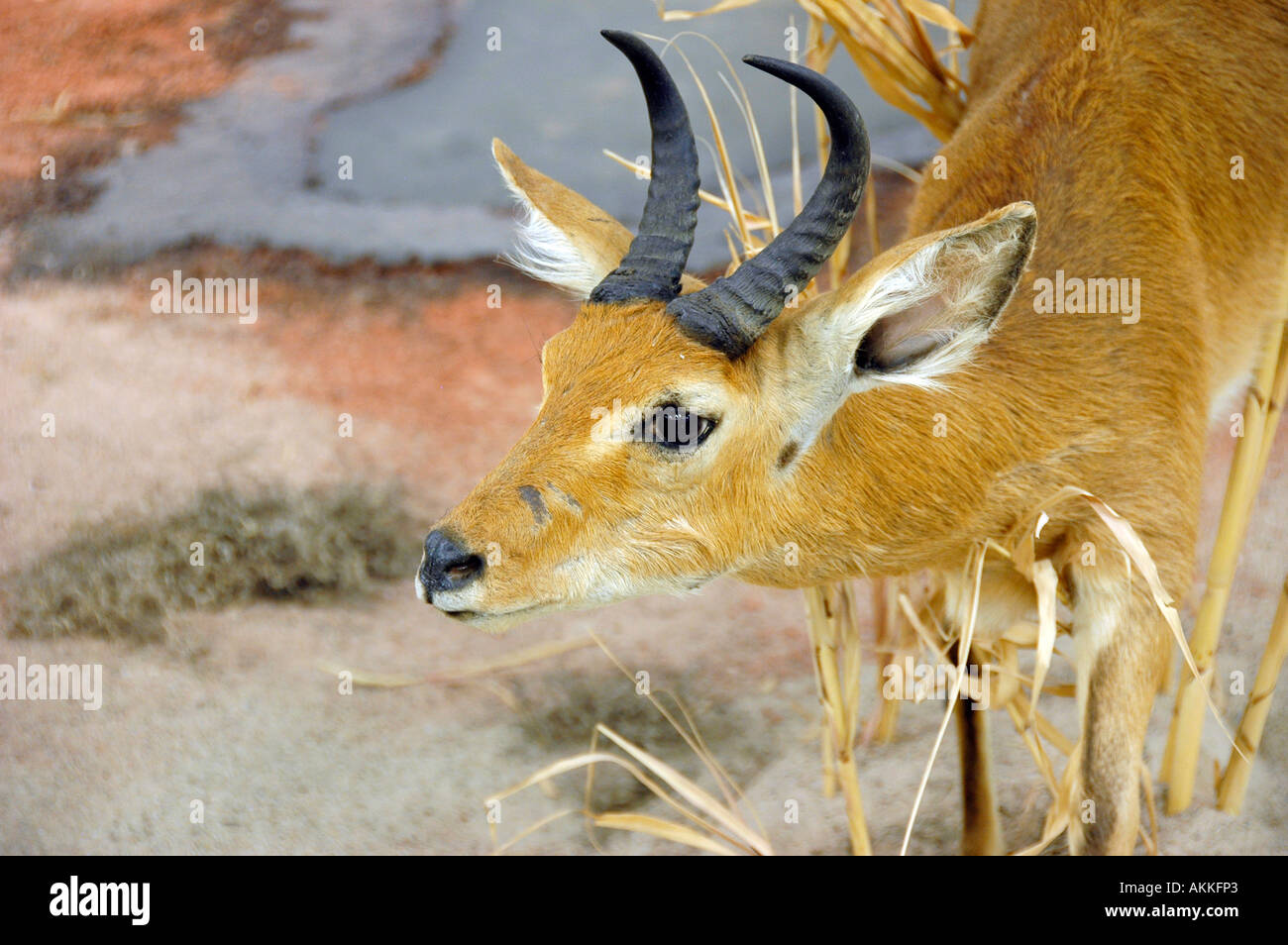 Boar bonding hi-res stock photography and images - Alamy