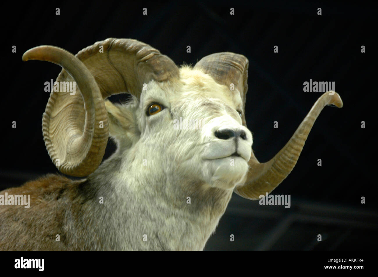 Stone Sheep Canada Stock Photo - Alamy