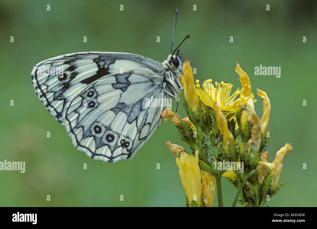 Marbled white butterfly Kent England Stock Photo - Alamy