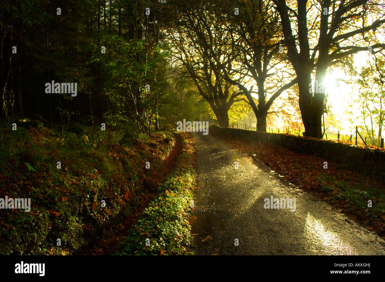Sun shining through trees during heavy rainstorm Stock Photo - Alamy