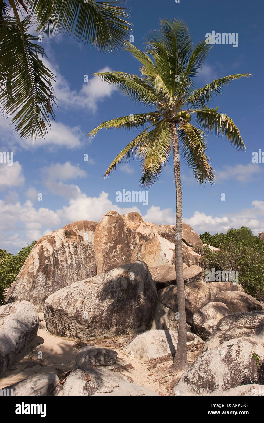Virgin Gorda, British Virgin Islands Palm Tree Stock Photo - Alamy
