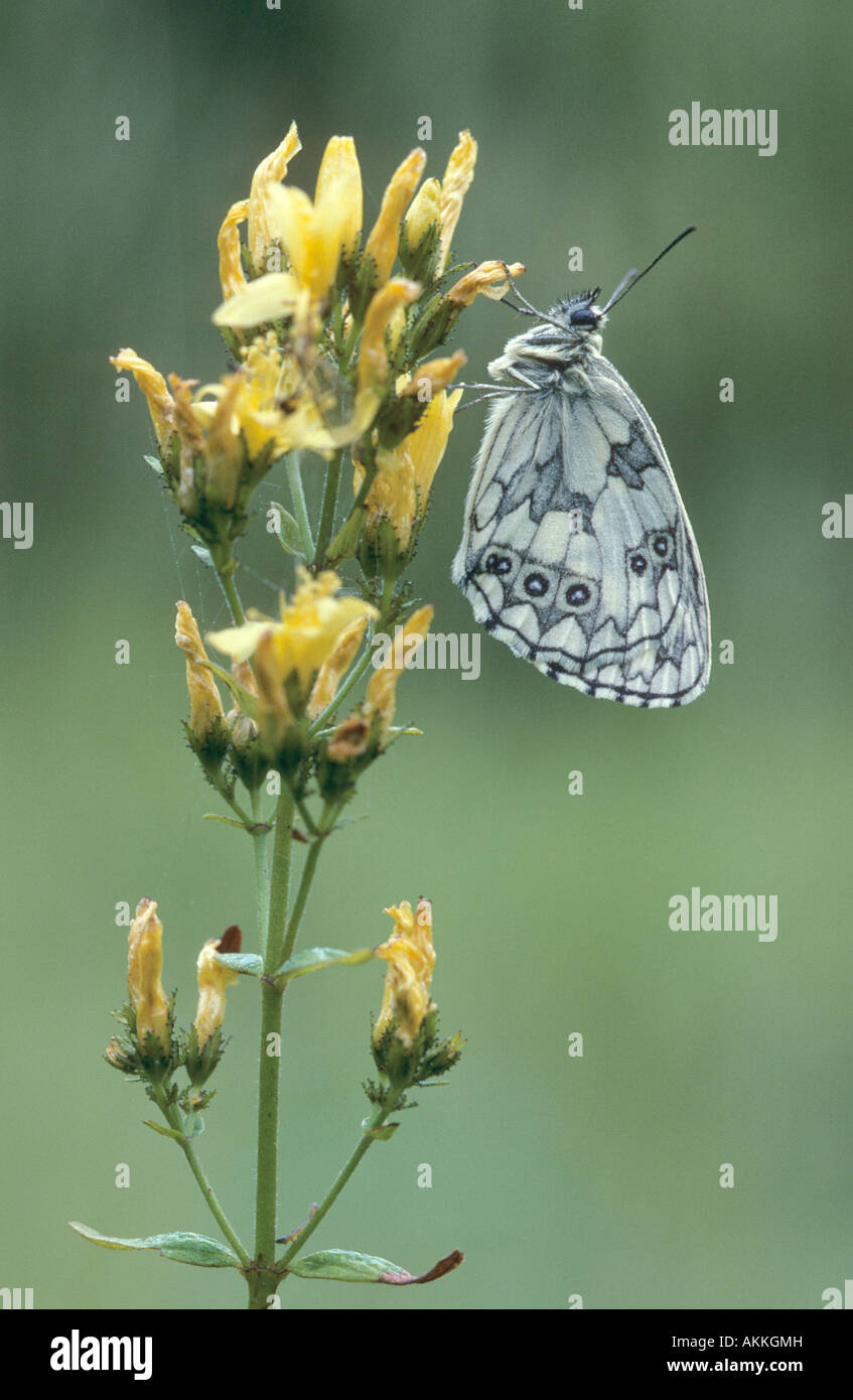 Marbled white butterfly Kent England Stock Photo - Alamy