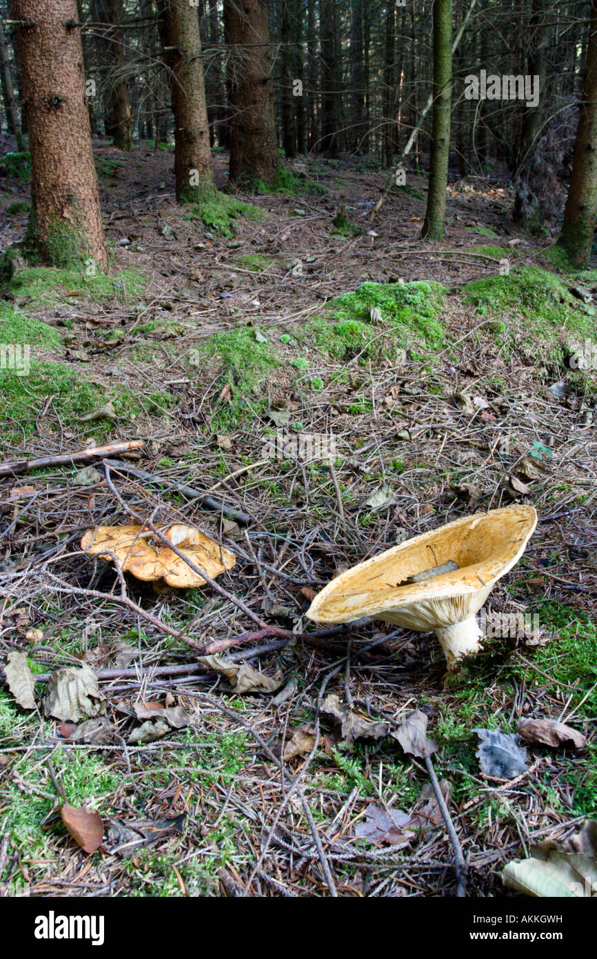 Russula mushroom in woodland surroundings Fir and Spruce are abundant ...