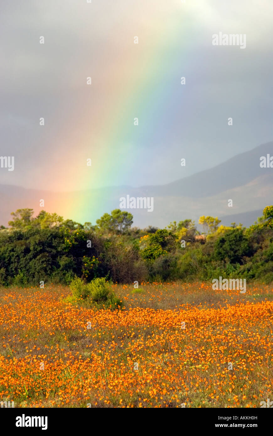 Namaqualand National Park spring wildflowers and rainbow Stock Photo ...