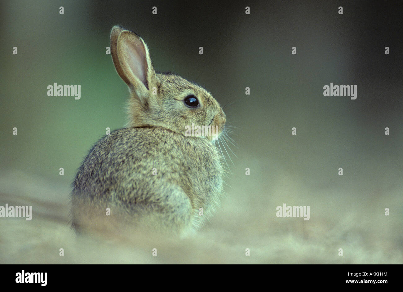 European rabbit, Oryctolagus cuniculus, in orchard, Kent, UK Stock ...