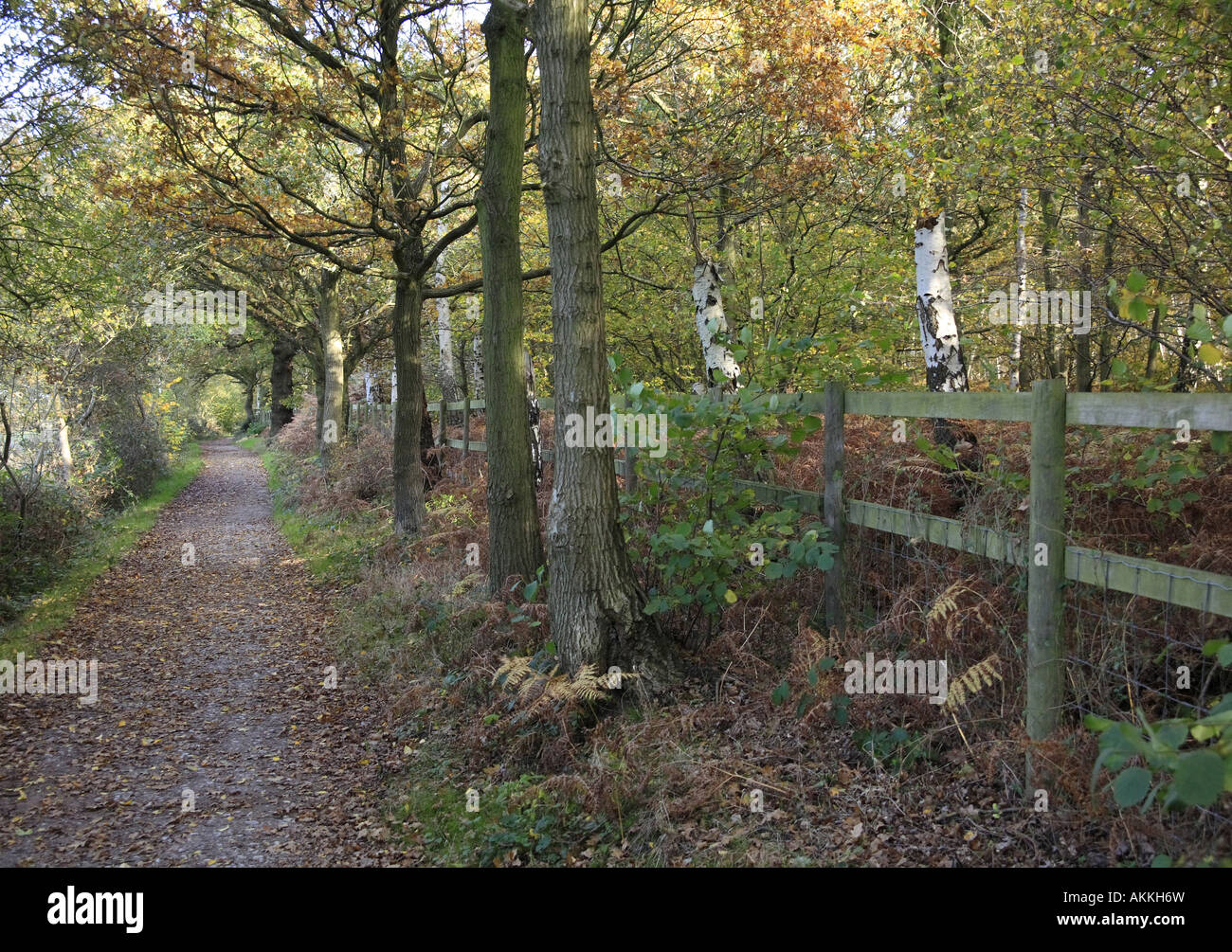 A path through the woods Stock Photo - Alamy