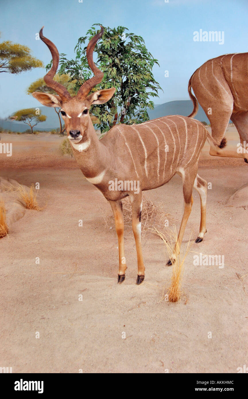 Lesser Kudu Sudan Animal in museum in Utah Stock Photo - Alamy