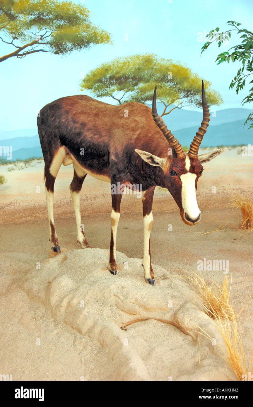 Bontebok Republic of South Africa Animal Stock Photo - Alamy