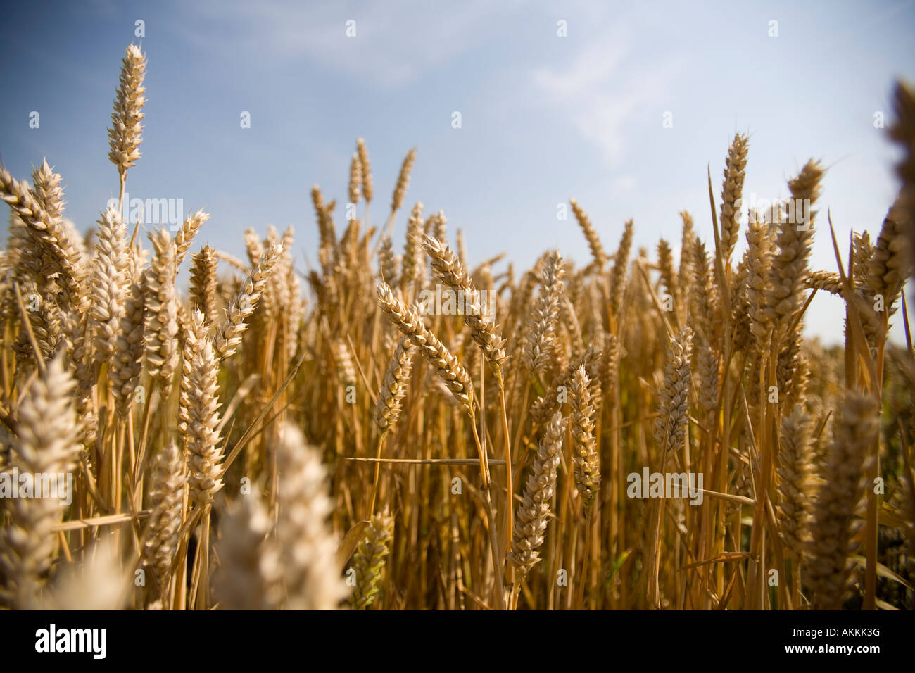 Node wheat hi-res stock photography and images - Alamy