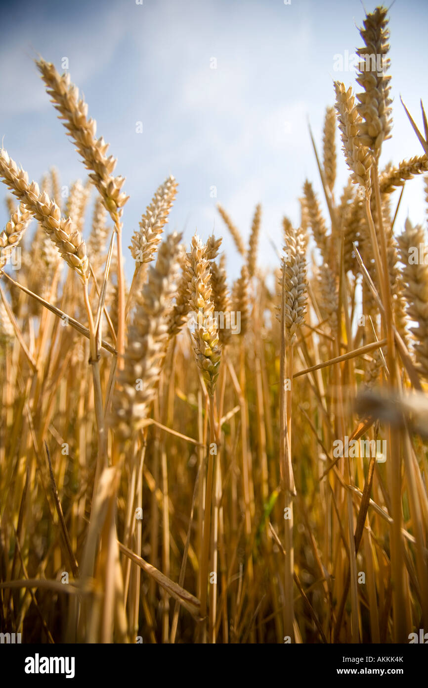 Node wheat hi-res stock photography and images - Alamy