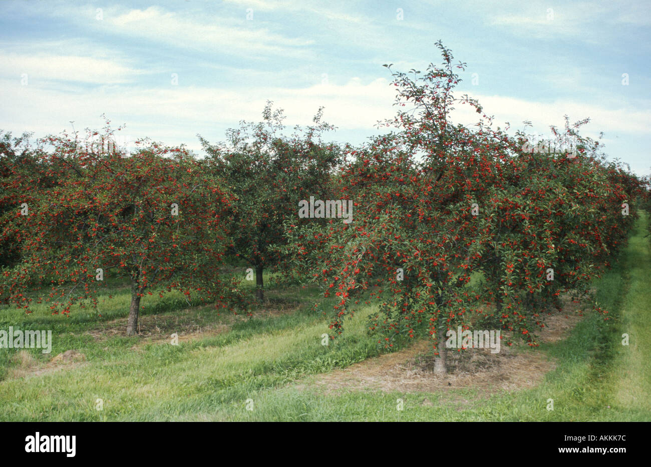 Door county wisconsin cherries hi-res stock photography and images - Alamy
