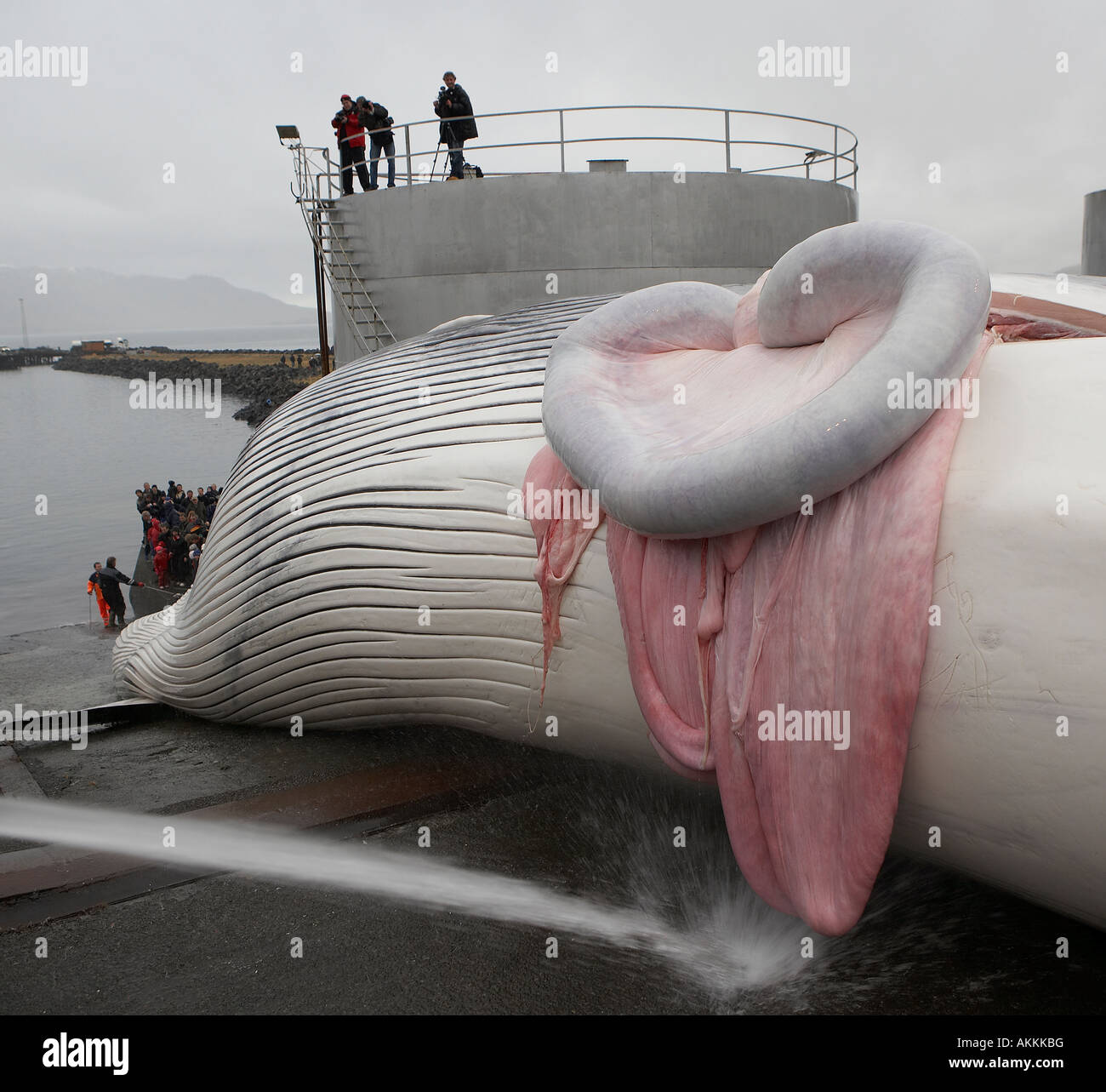 Hunted Fin Whale showing intestines Stock Photo - Alamy